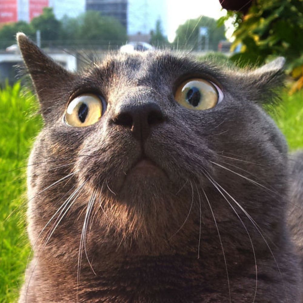 30+ Photos That Prove That All Cats Are Secretly Evil Geniuses ...