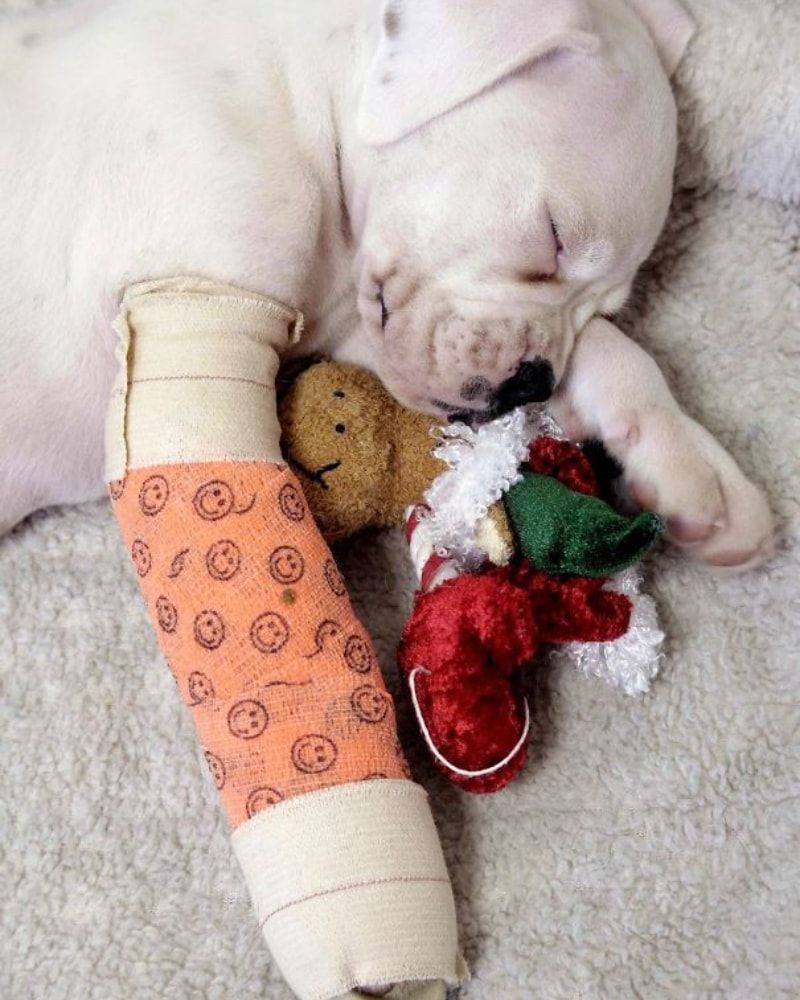 30+ Animals in Tiny Casts That You Won't Be Able to See Without Saying ...