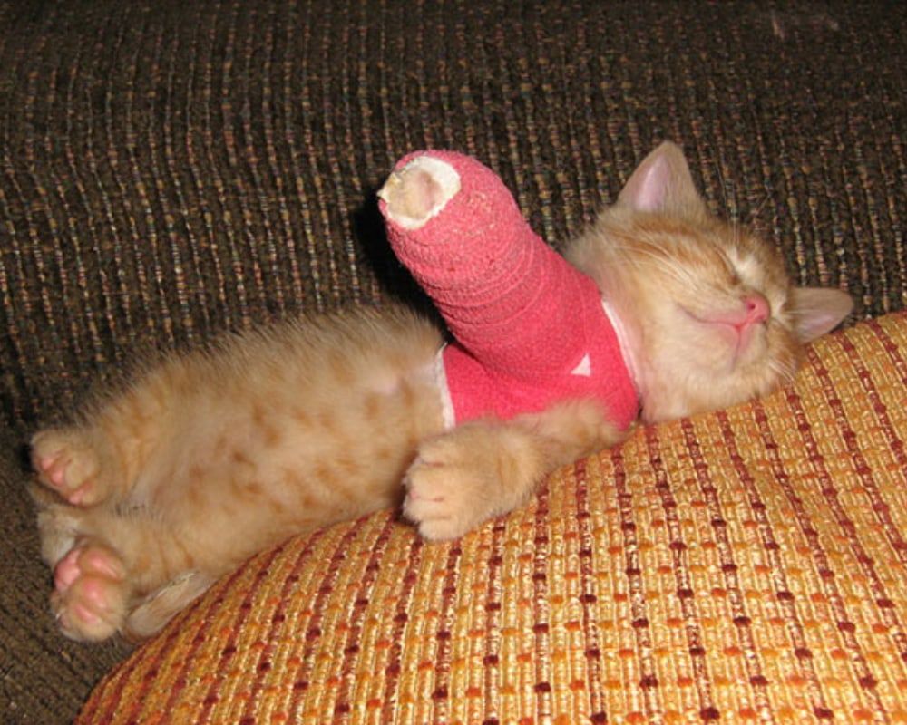30+ Animals in Tiny Casts That You Won't Be Able to See Without Saying ...