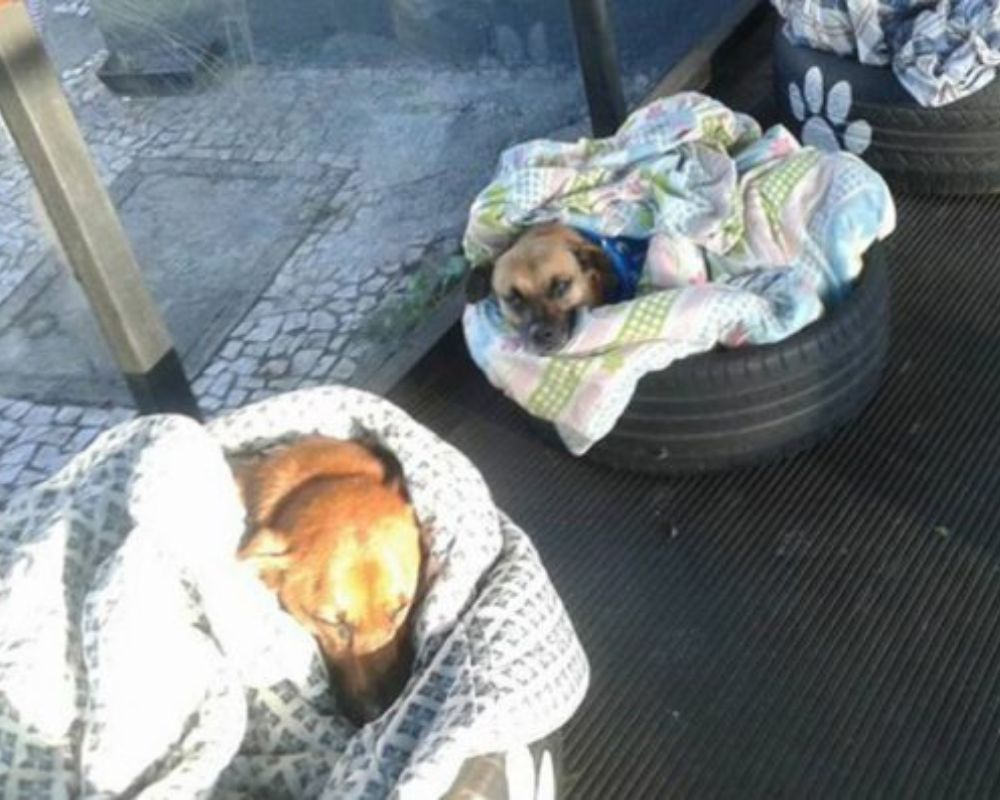 50 Weird Pics of Things That Are Completely Normal in Brazil ...